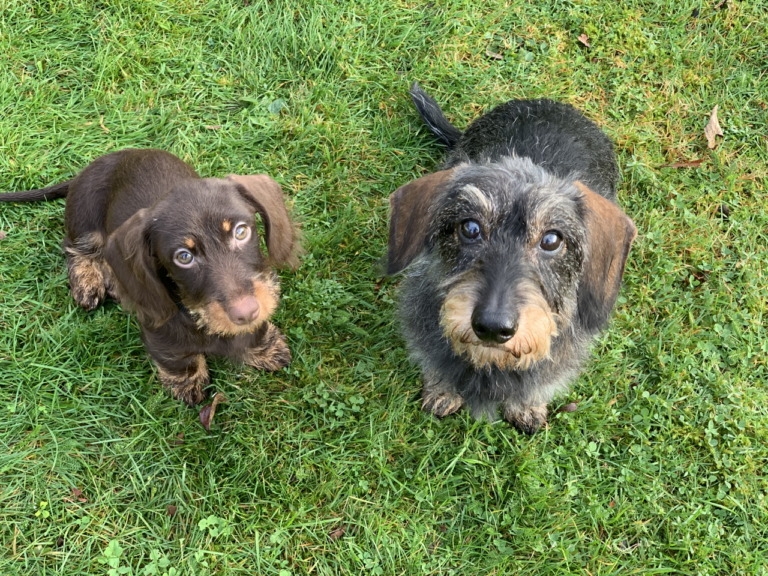 Dackelabenteuer hat ein neues Rudelmitglied – Dackel-Abenteuer